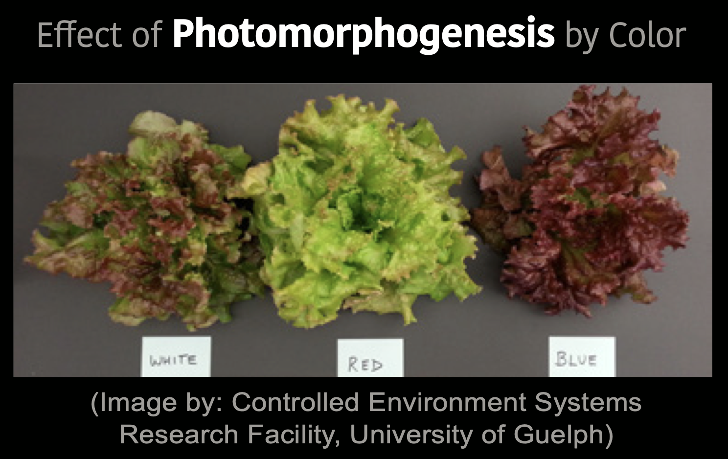 The Perfect Springtime Spectrum - Revolution Micro